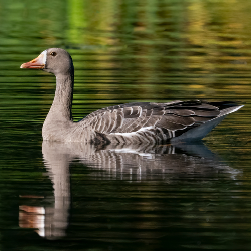 Greater White-fronted Goose — Eastside Audubon Society