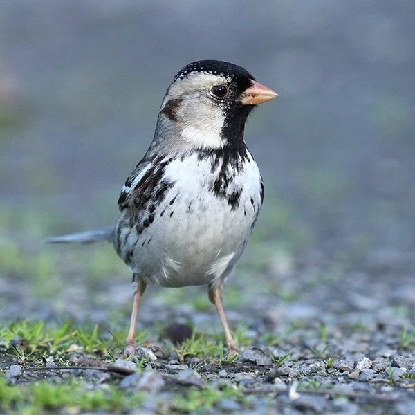 Harris’s Sparrow is North America’s largest sparrow which becomes ...