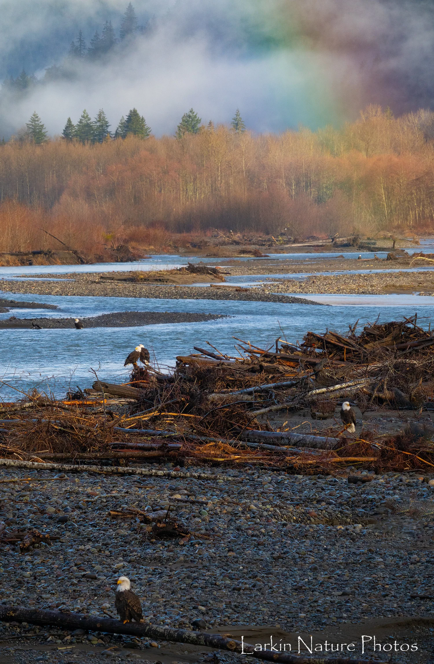 Photo of the Month - January — Eastside Audubon Society