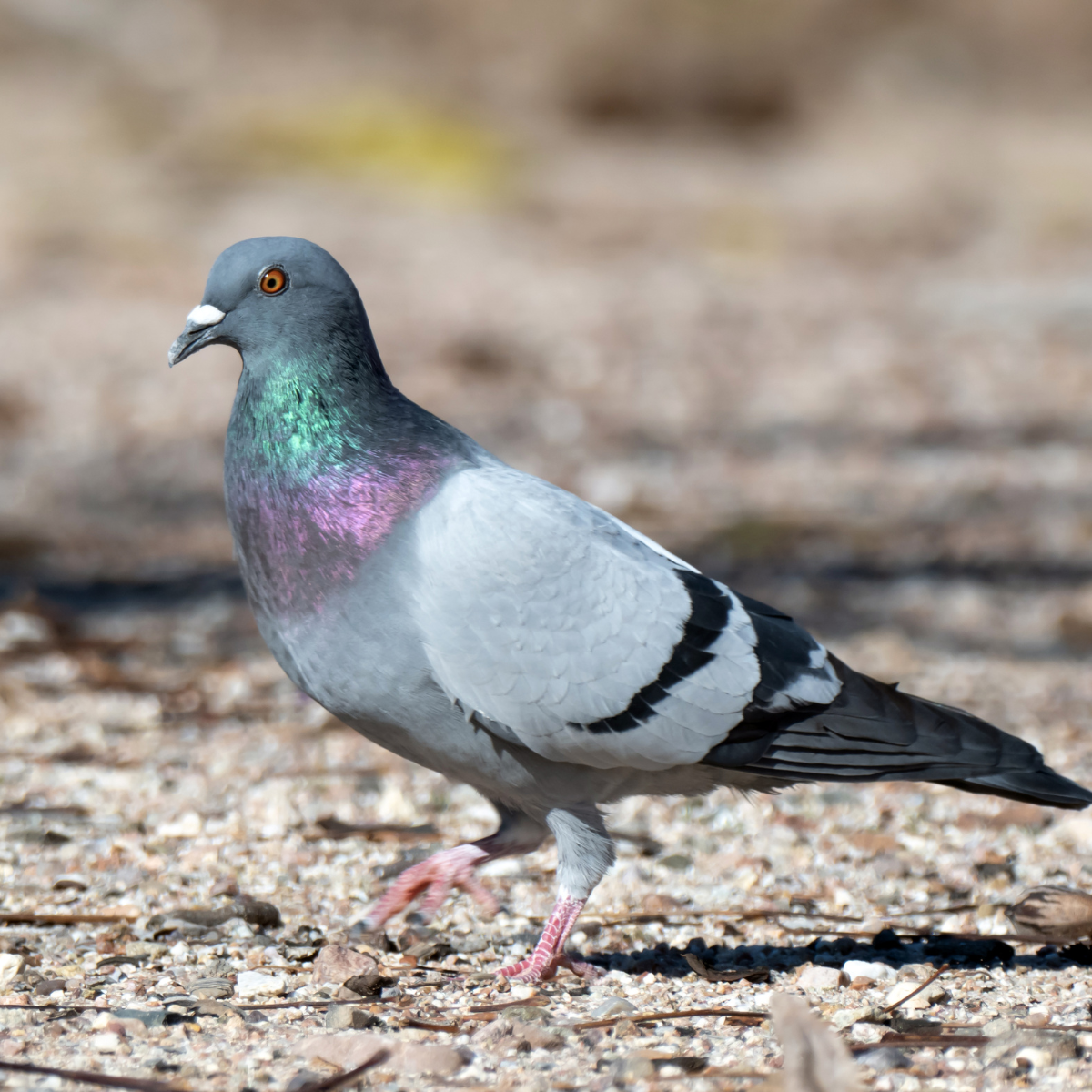 Rock Pigeon — Eastside Audubon Society