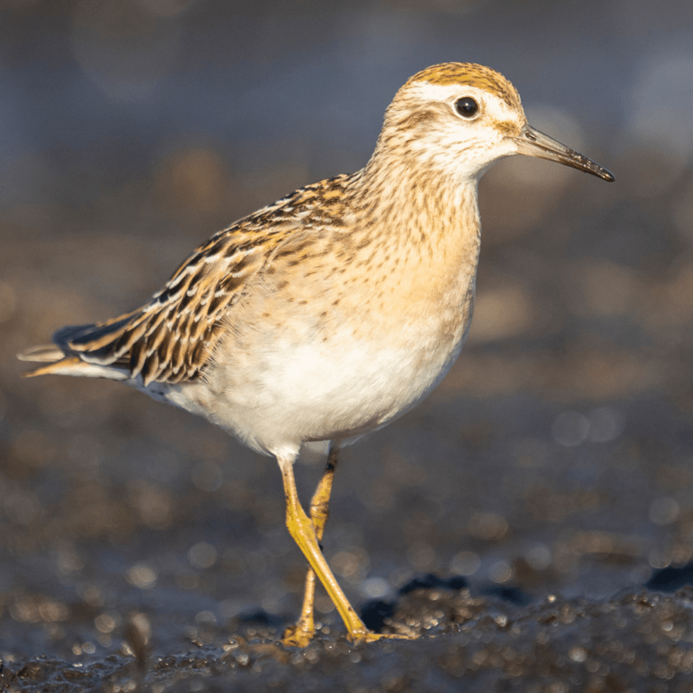 Sharp-tailed Sandpiper — Eastside Audubon Society