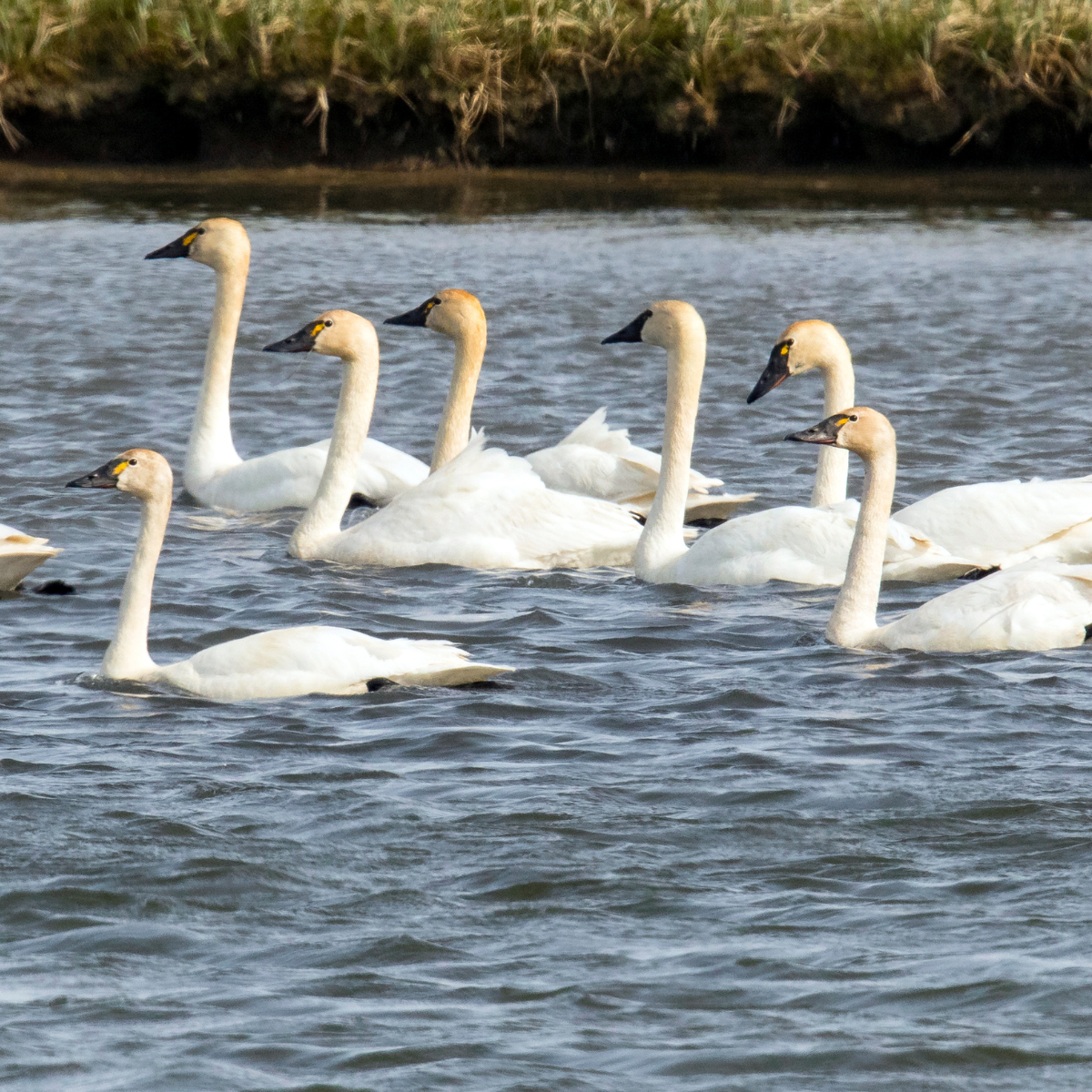 Tundra Swan — Eastside Audubon Society