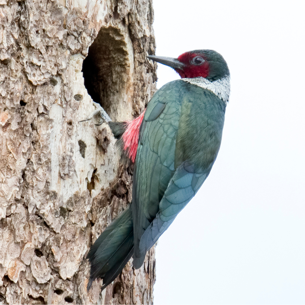 2025 State of the Bird Report — Eastside Audubon Society