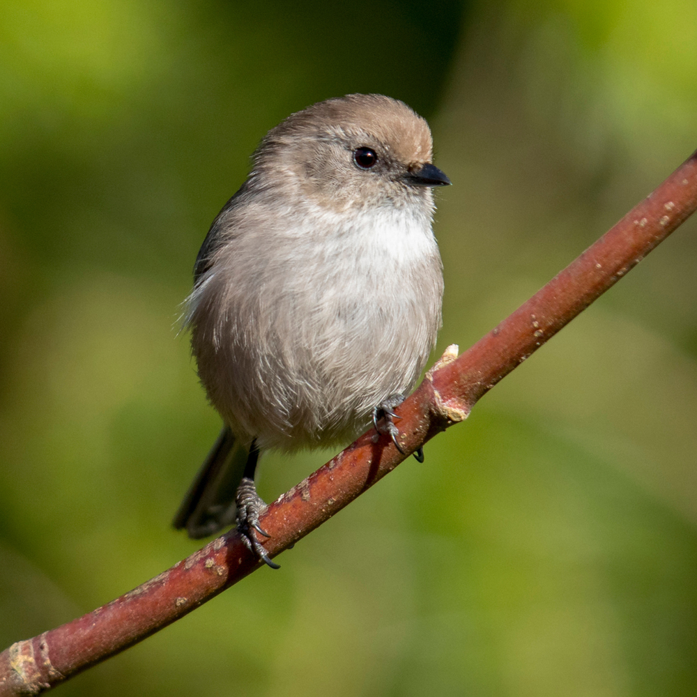 Bushtit — Eastside Audubon Society
