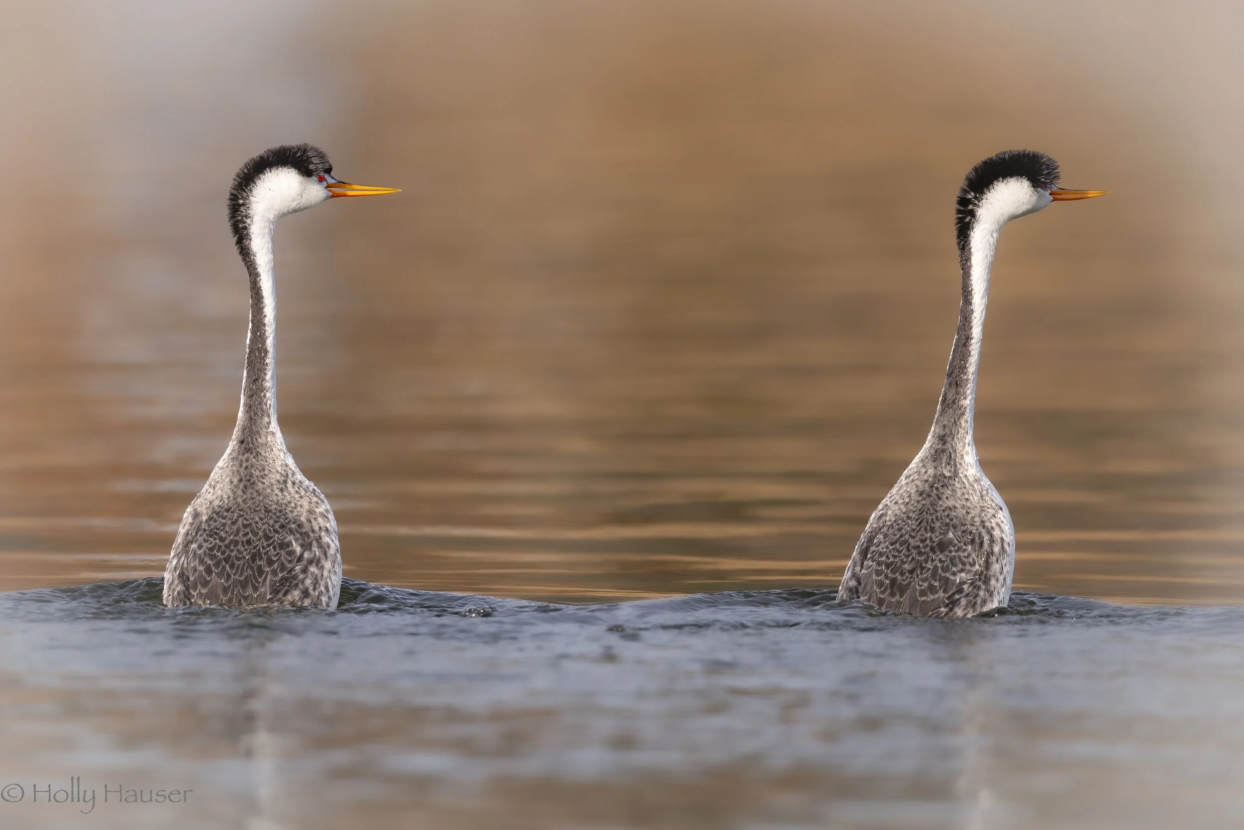 Photo of the Month: January — Eastside Audubon Society