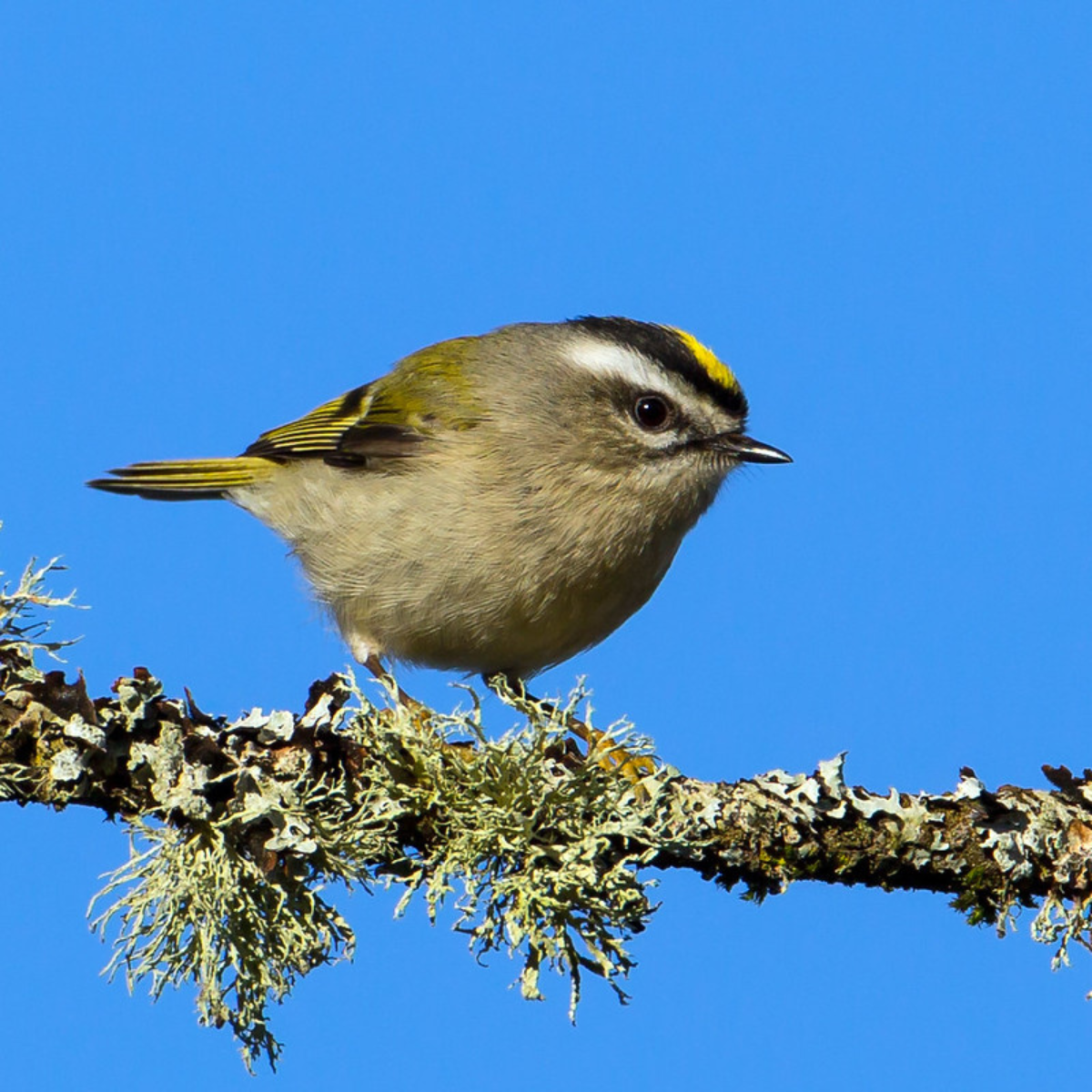 Golden-crowned Kinglet — Eastside Audubon Society