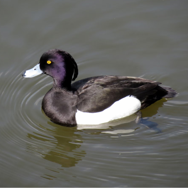 Tufted Duck — Eastside Audubon Society