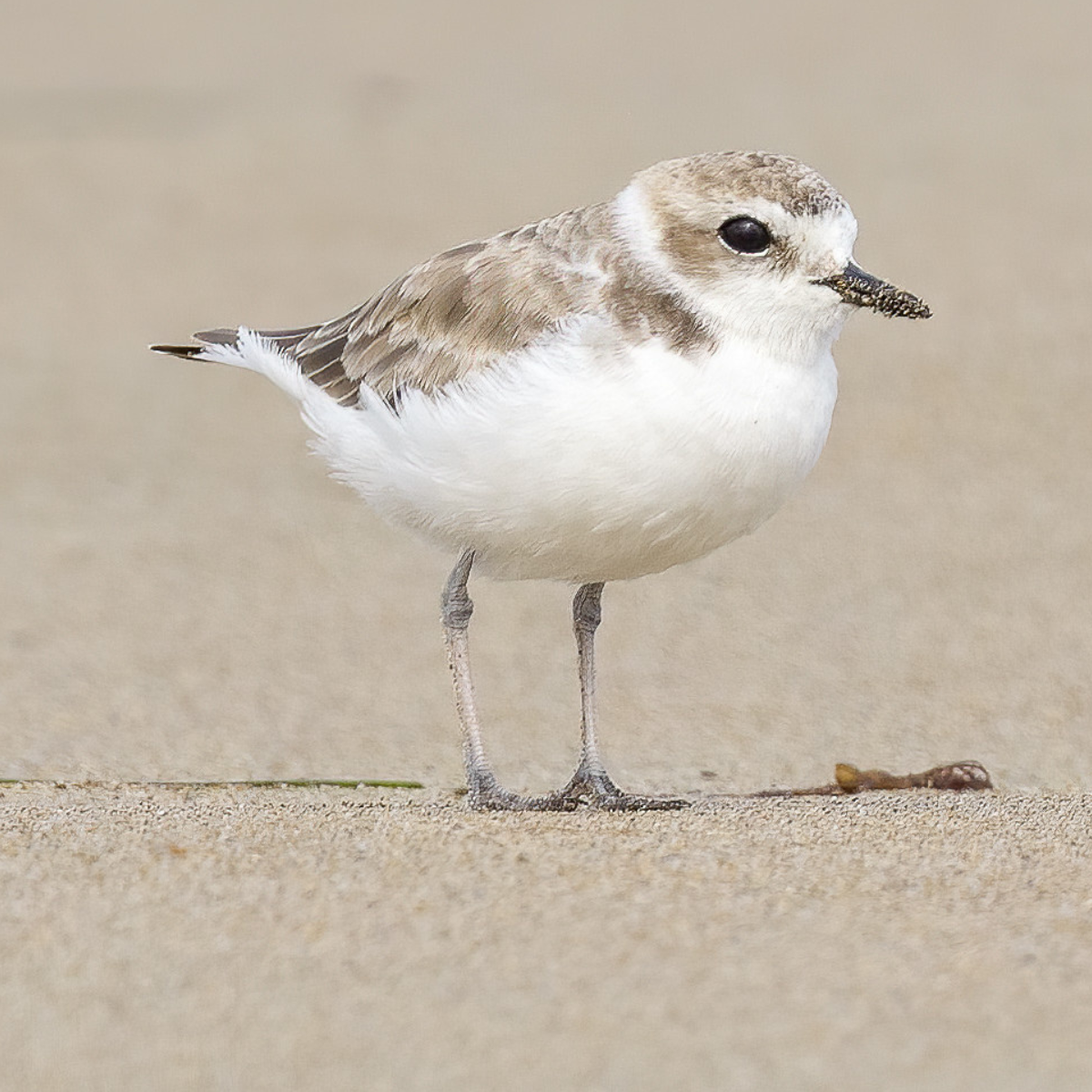 Snowy Plover — Eastside Audubon Society