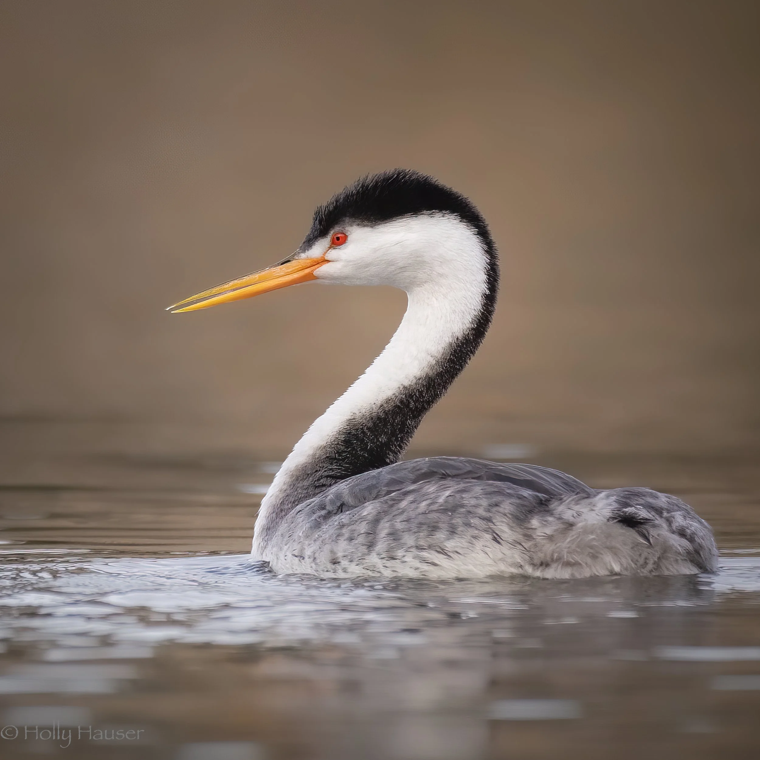 Photo of the Month: January — Eastside Audubon Society