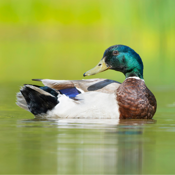 Mallard — Eastside Audubon Society