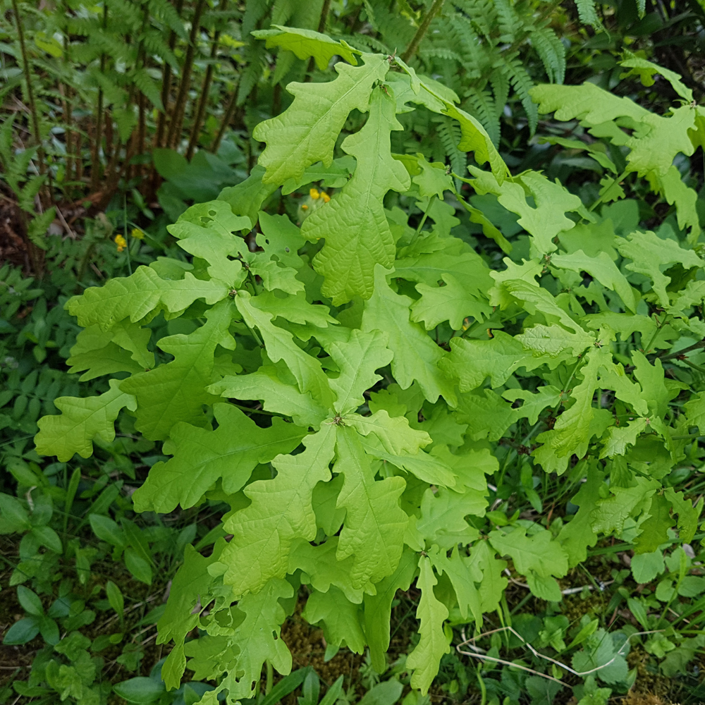 Tree Giveaway — Eastside Audubon Society