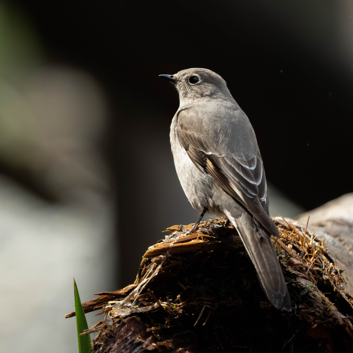 Townsend’s Solitaire — Eastside Audubon Society