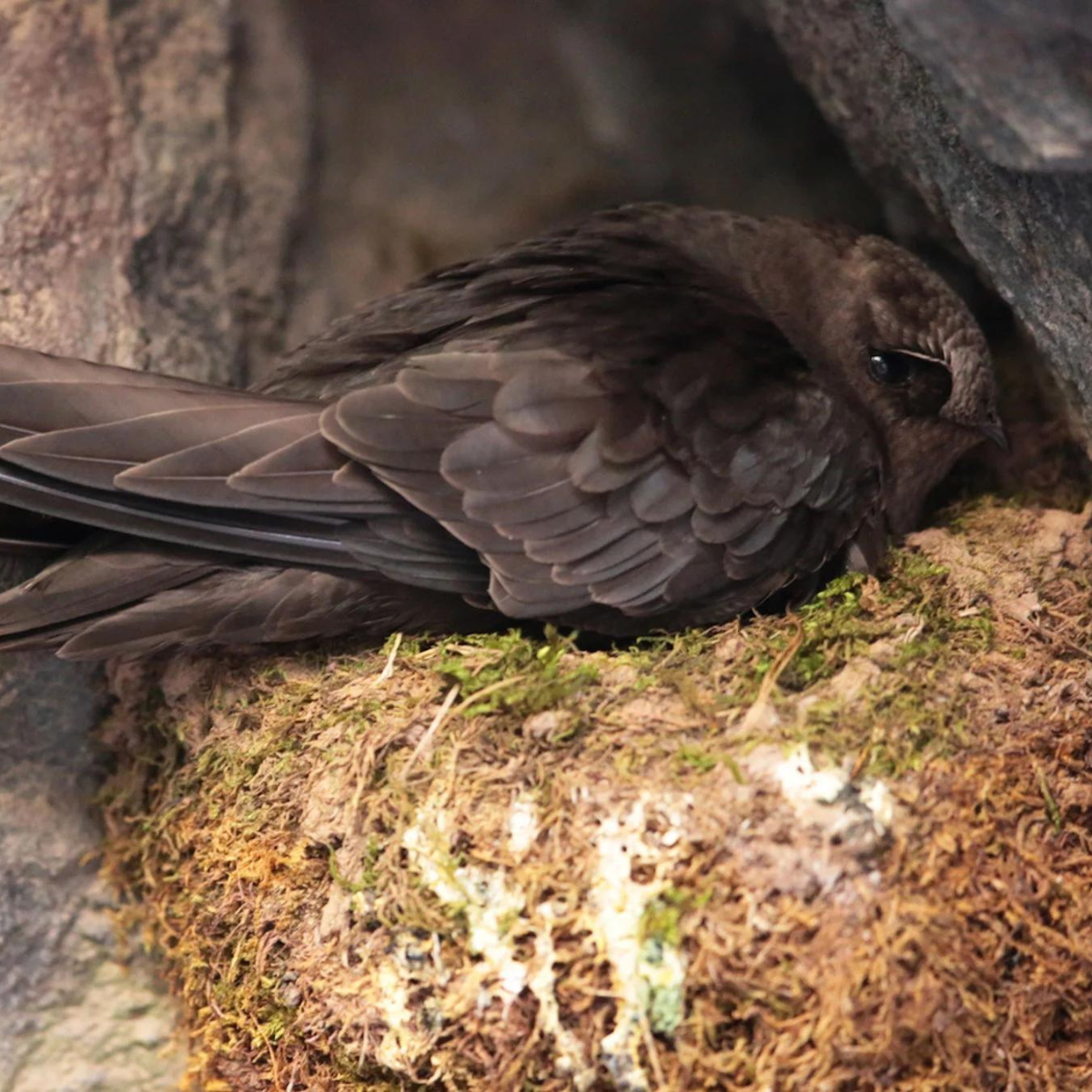 Black Swift — Eastside Audubon Society