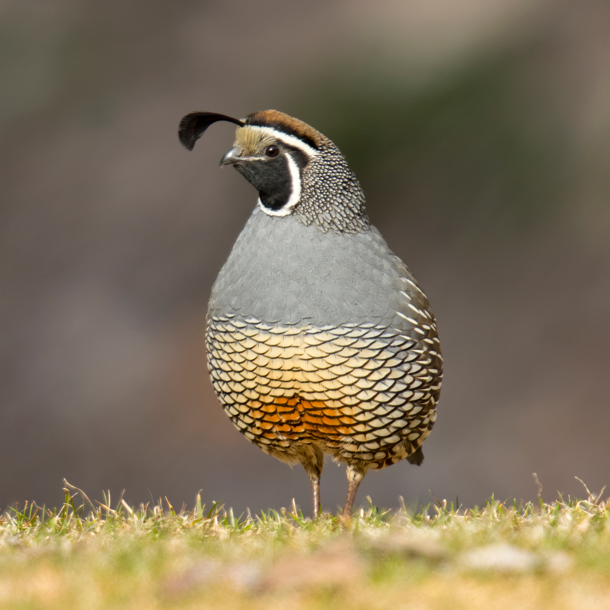 California Quail — Eastside Audubon Society