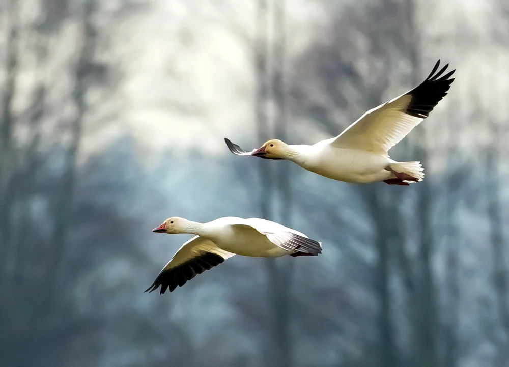 December: Common Birds — Eastside Audubon Society