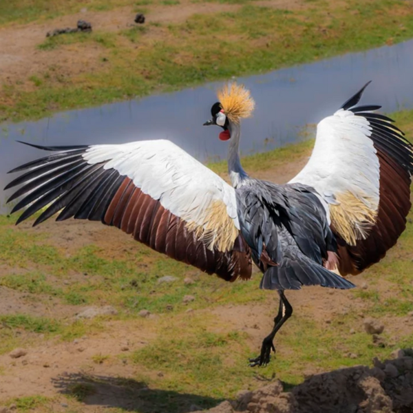 Photography Club — Eastside Audubon Society