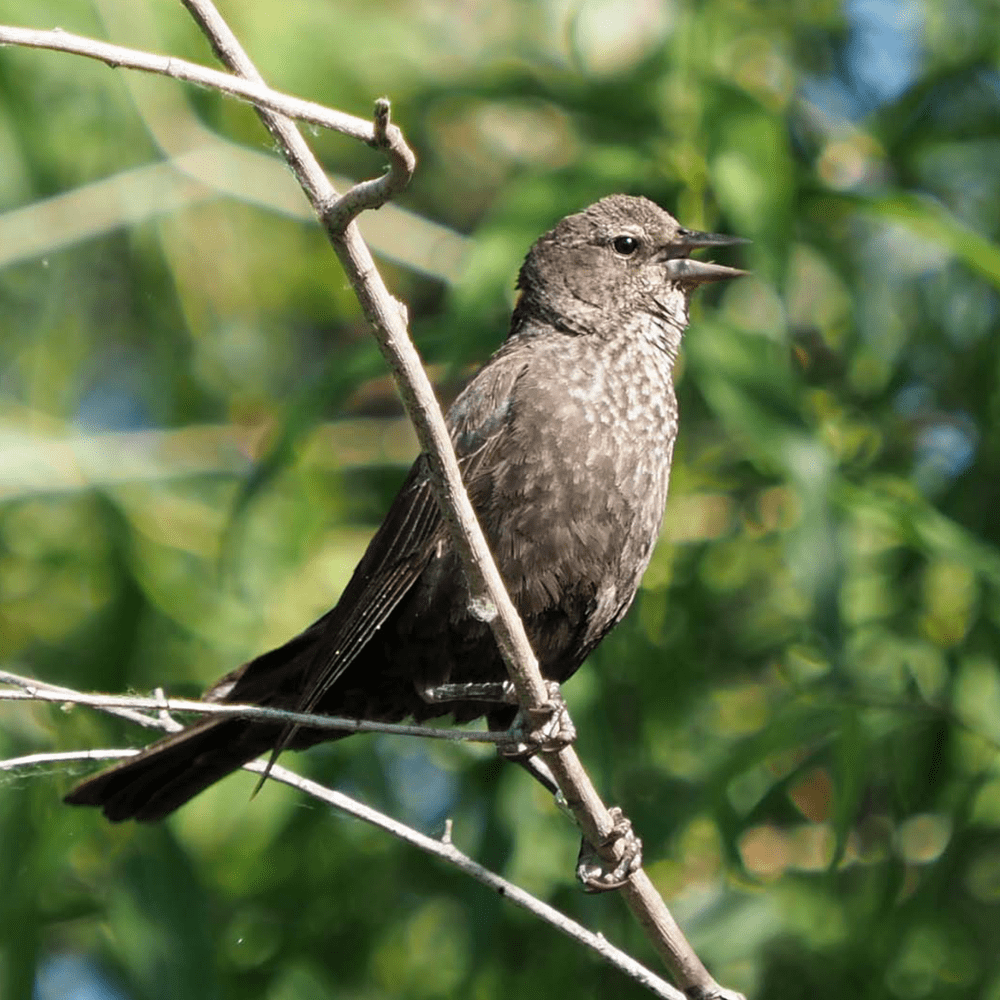 Tricolored Blackbird — Eastside Audubon Society