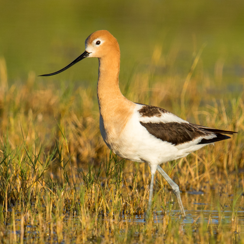 American Avocet — Eastside Audubon Society