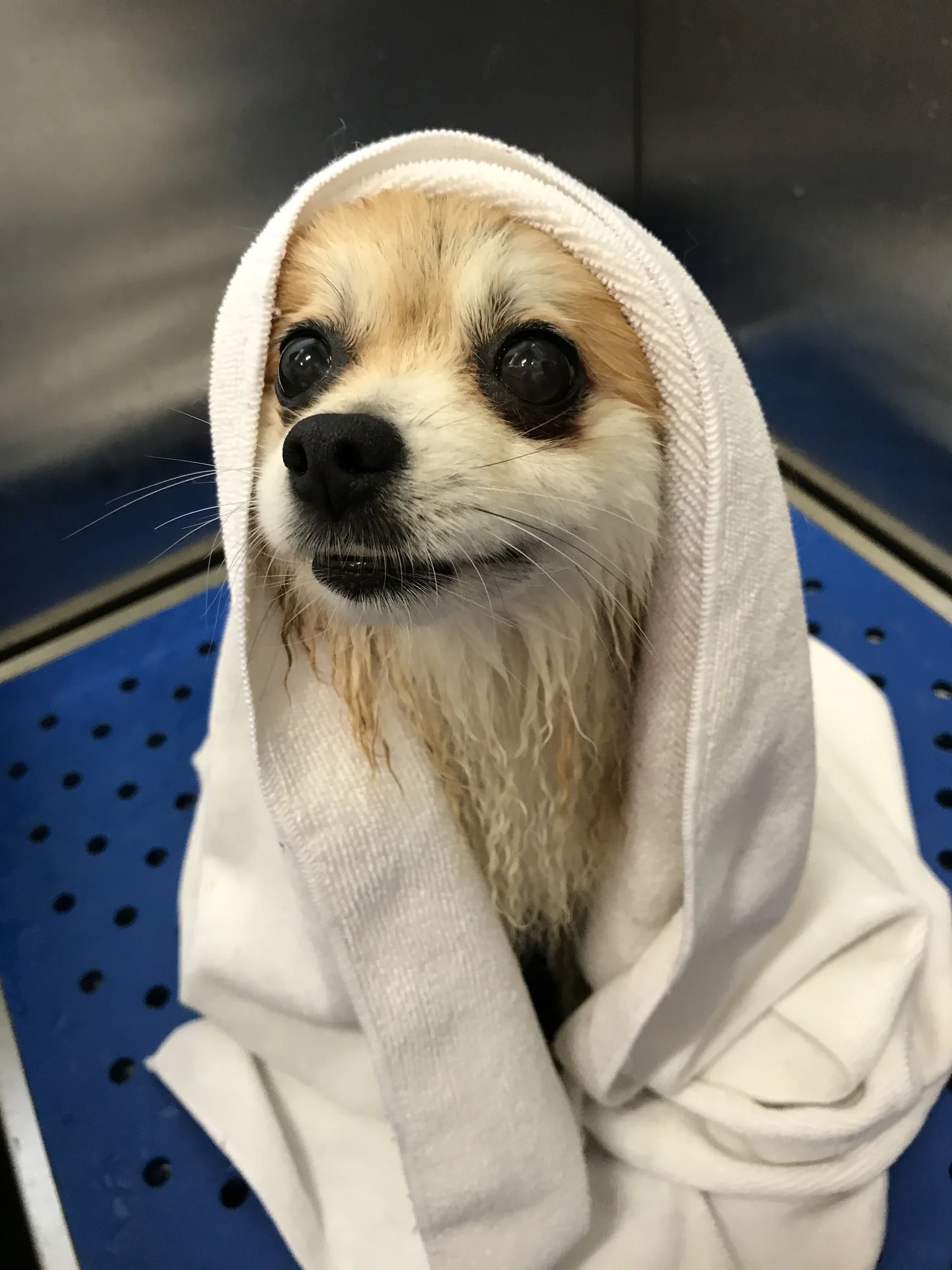 Special Services — Zen Dogs Center