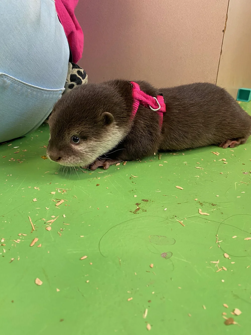 Checking it Out: Debbie Dolittle's Indoor Petting Zoo — Raising Tacoma