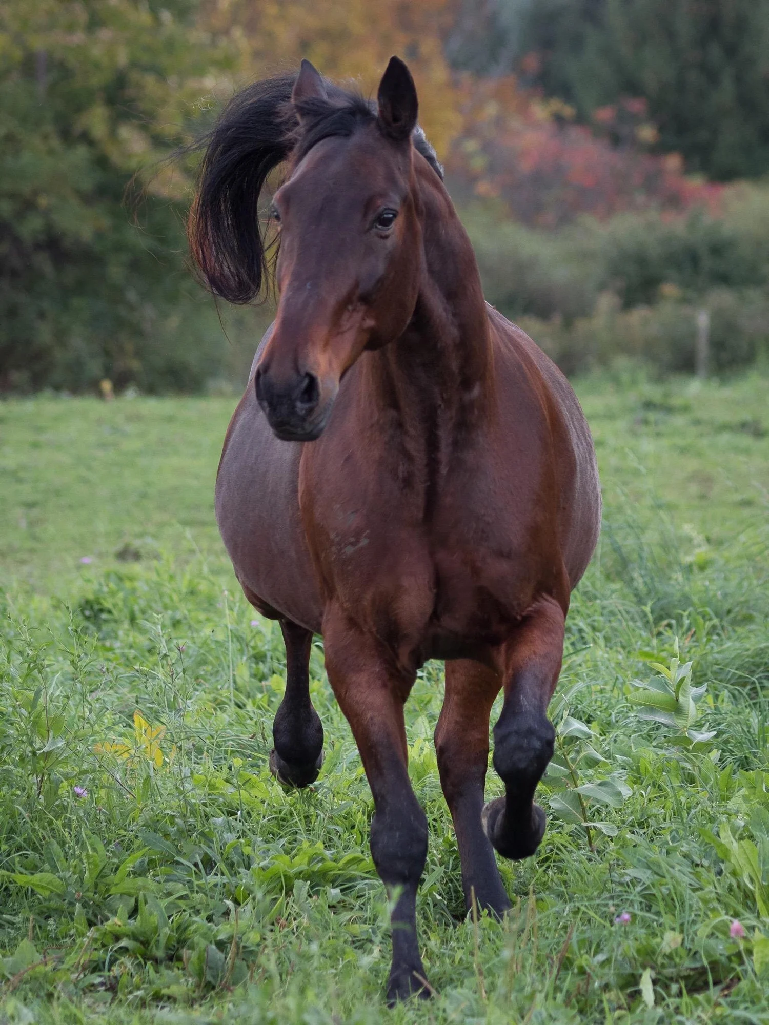 Our Residents — Hope Springs Eternal Horse Sanctuary