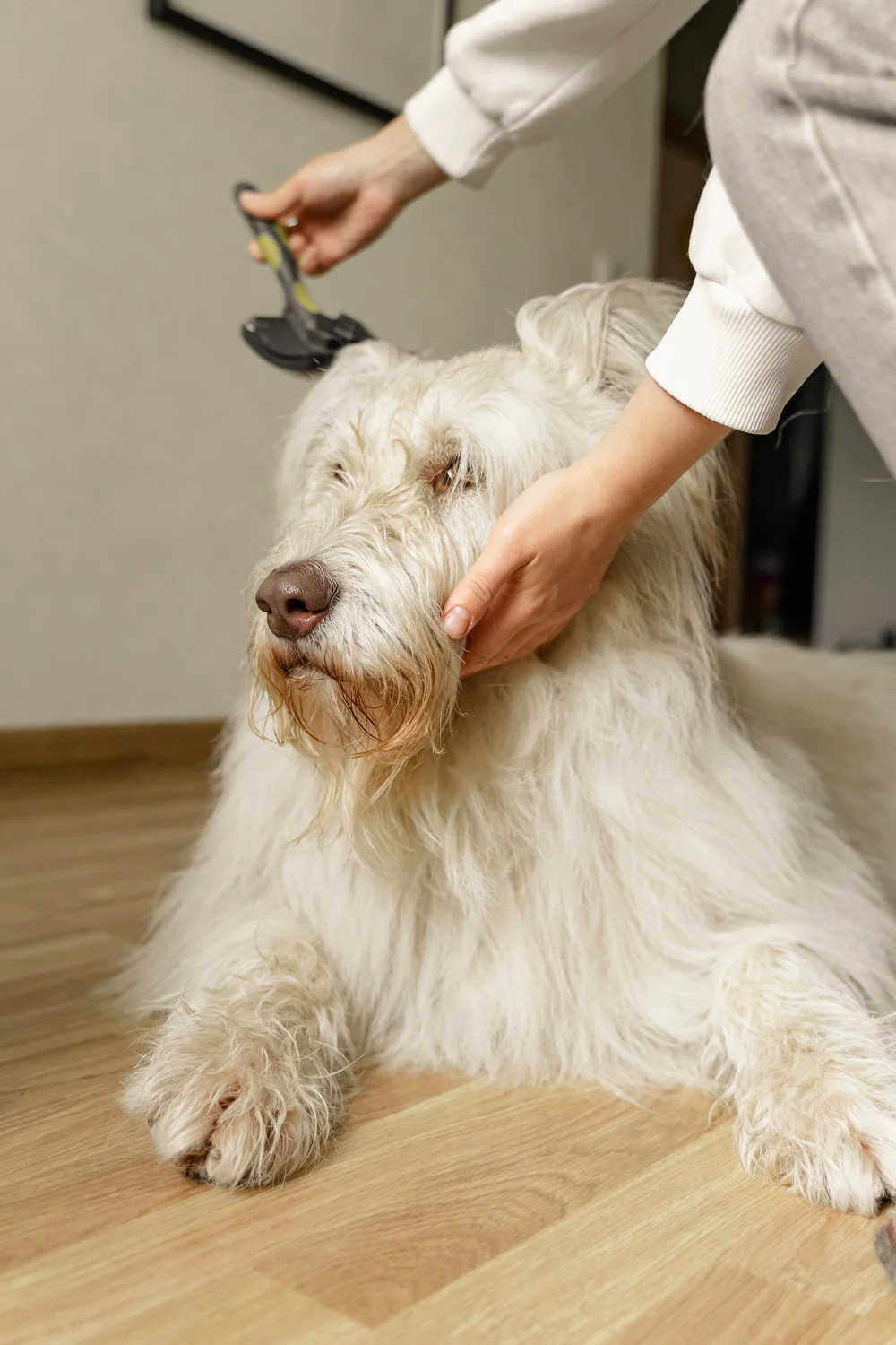 Brisbane Best Dog Grooming Salon at Wynnum.