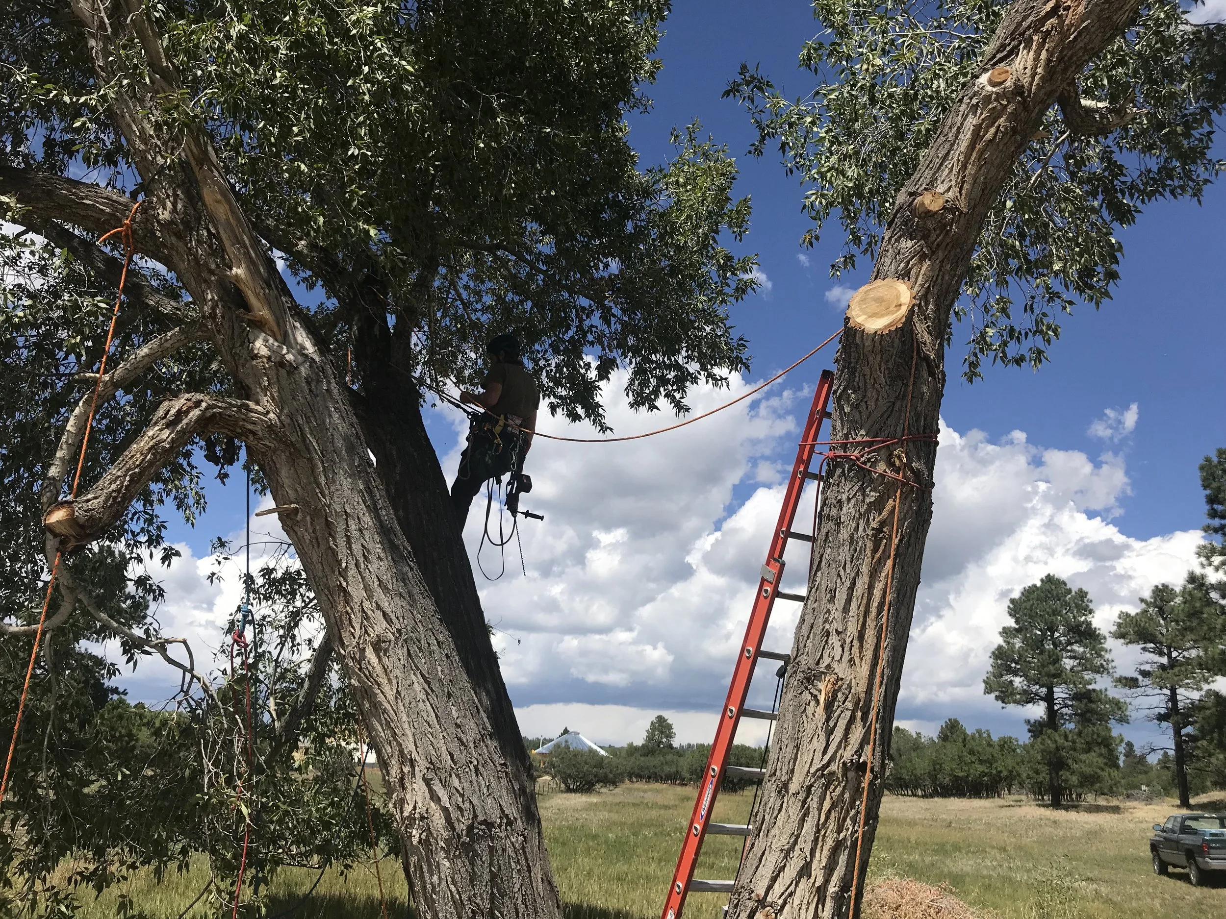 Underwood Forestry LLC