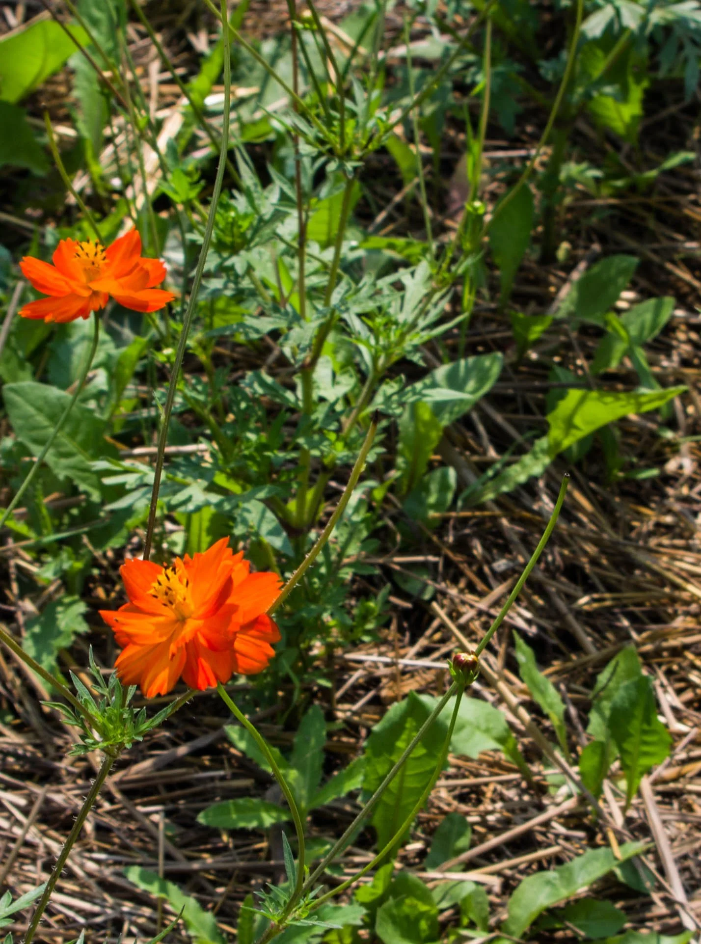 natural dyeing 101 — ash alberg