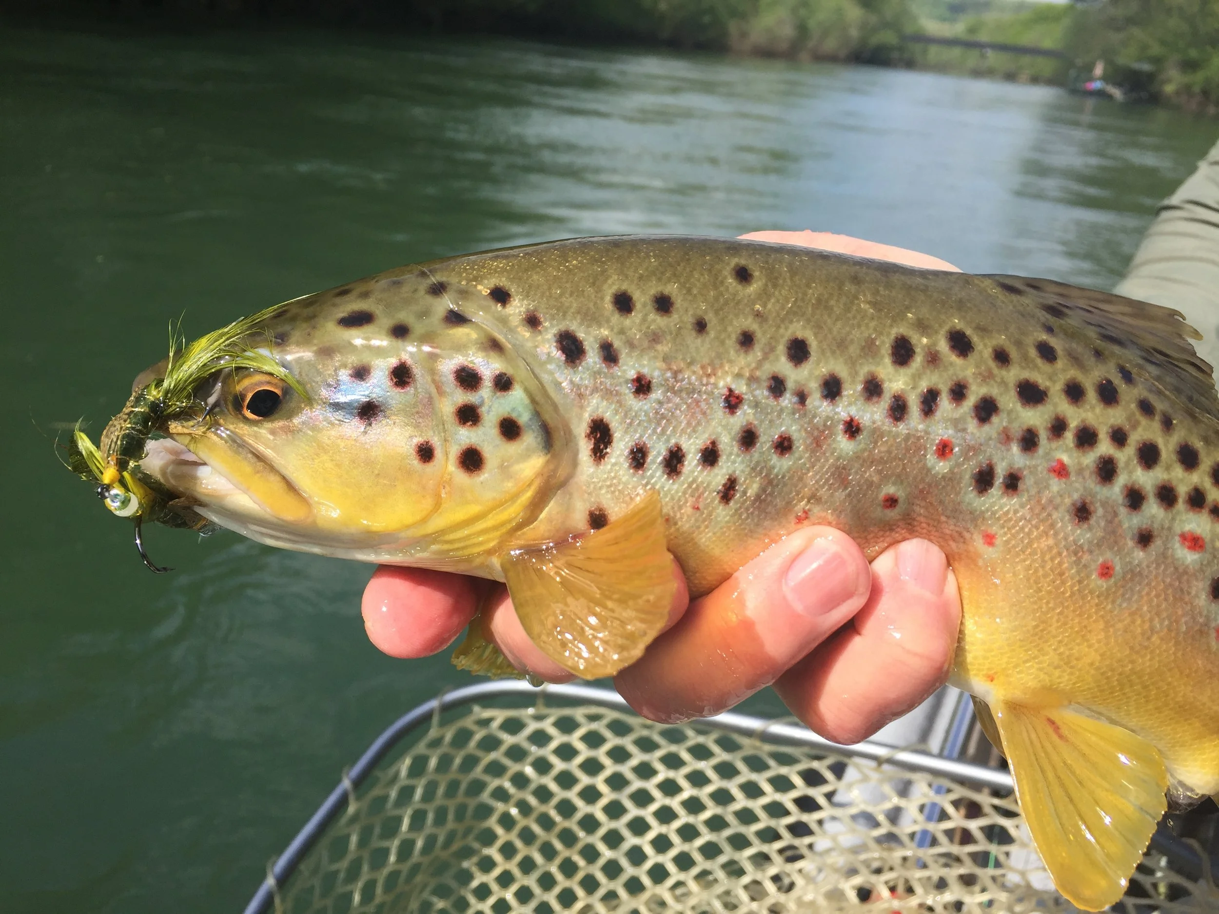 Guide Blog — The Ozark Angler Little Red River Guide Service