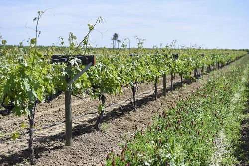 Producers — Capay Valley Farm Shop