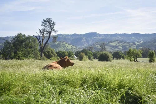 Producers — Capay Valley Farm Shop