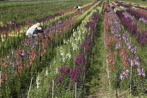 Producers — Capay Valley Farm Shop