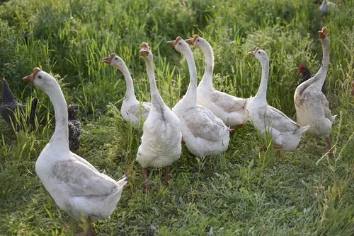 Producers — Capay Valley Farm Shop