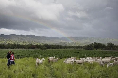 Producers — Capay Valley Farm Shop