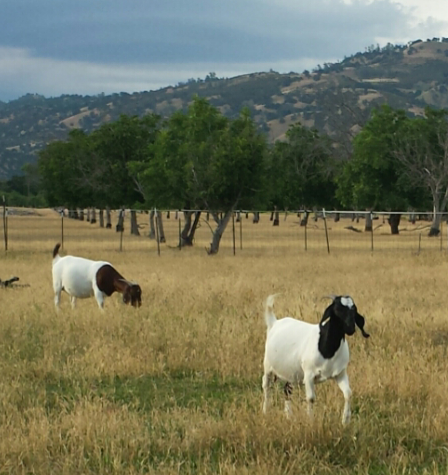 Producers — Capay Valley Farm Shop