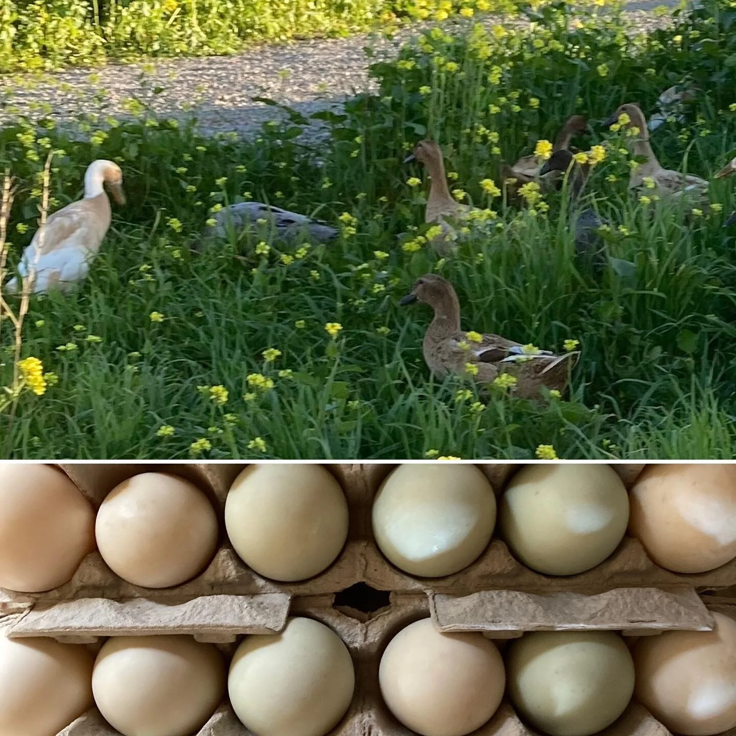 Capay Valley Farm Shop