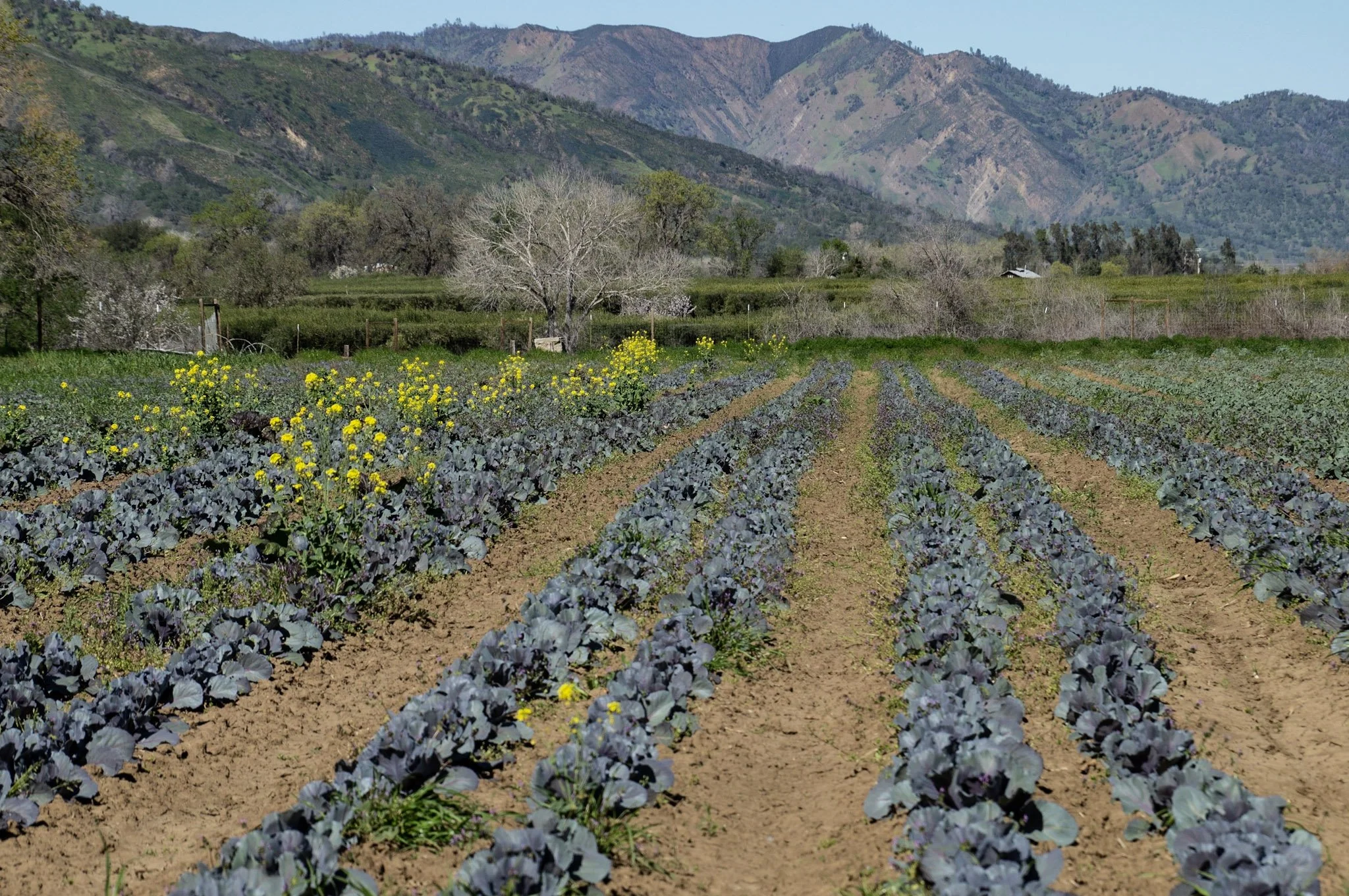 Producers — Capay Valley Farm Shop