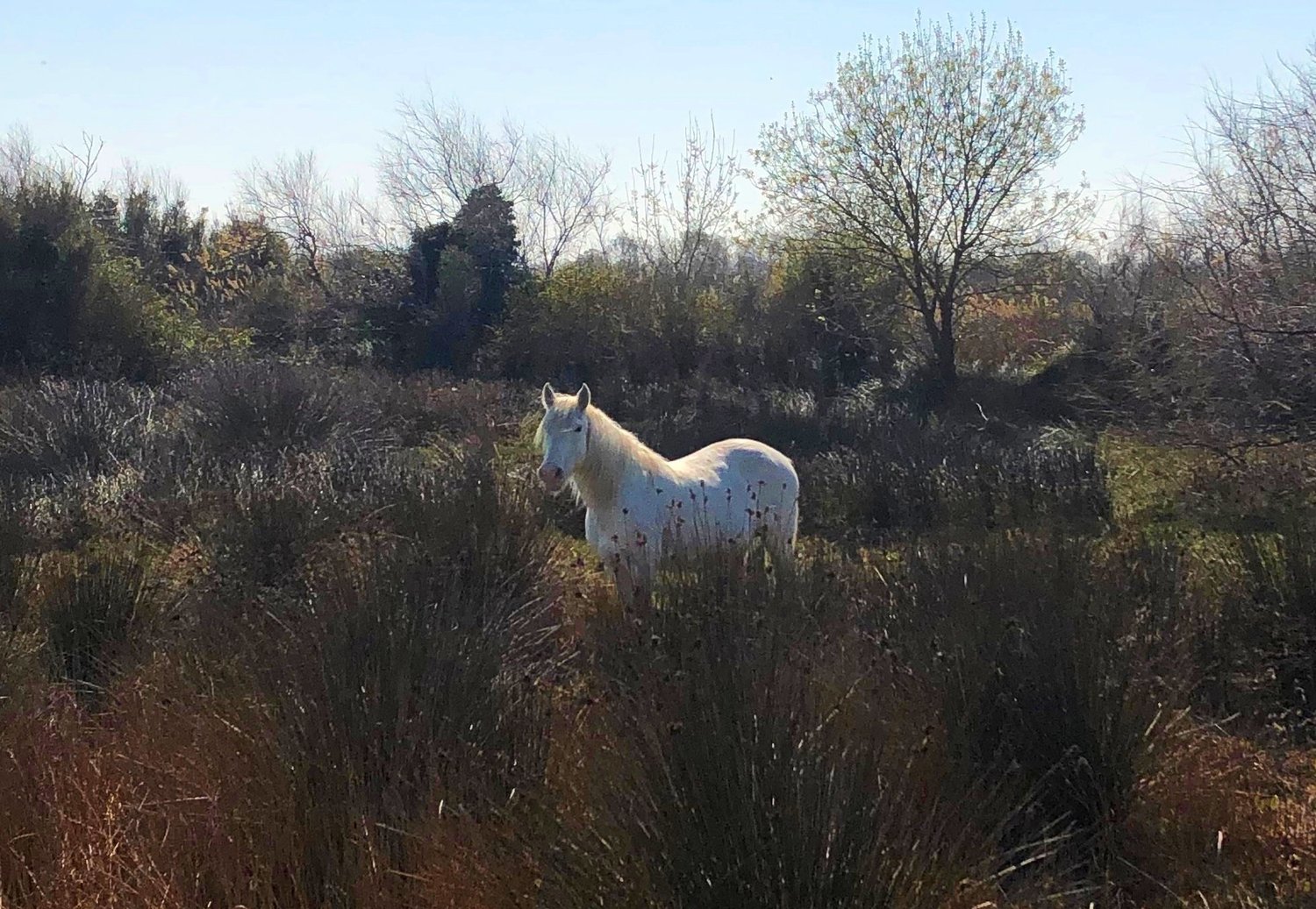 Camargue: Off the Beaten Path in Provence — Bespoke Travel Planning for ...