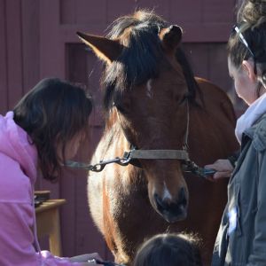 US Horse Welfare & Rescue, where horses rescue the human spirit through ...