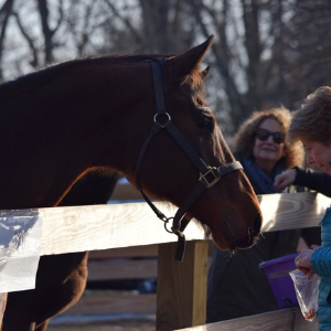 US Horse Welfare & Rescue, where horses rescue the human spirit through ...