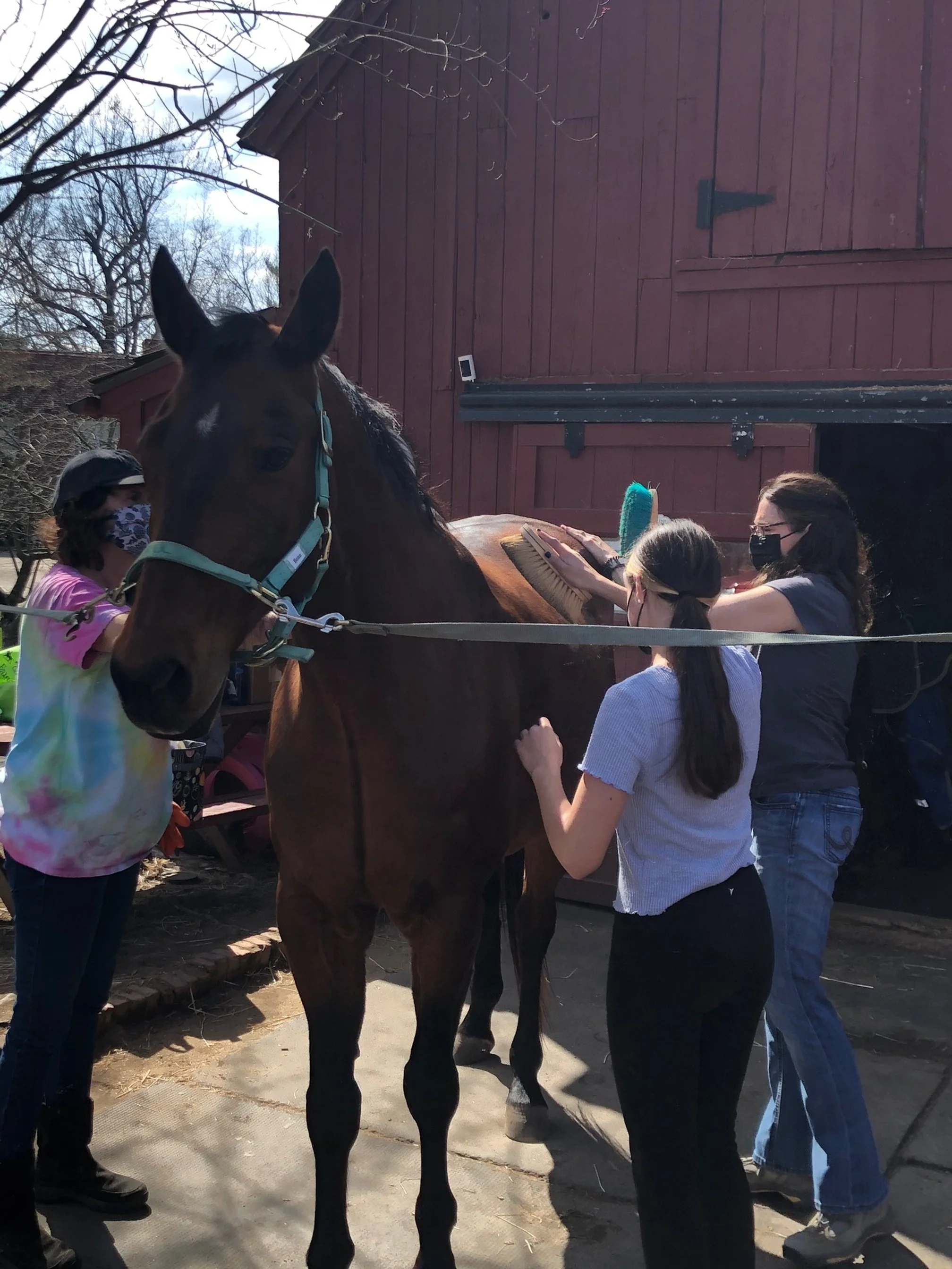 Volunteer Programs — US Horse Welfare and Rescue