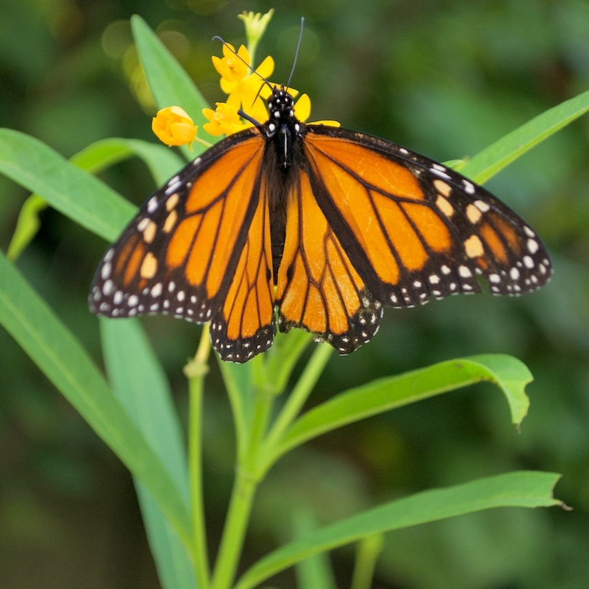 About — The Butterfly Babe