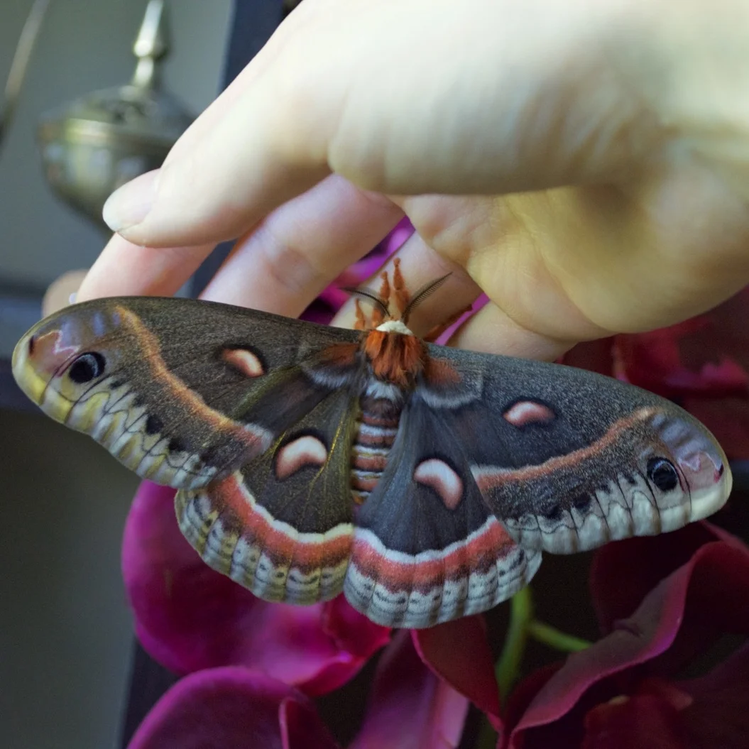 About — The Butterfly Babe