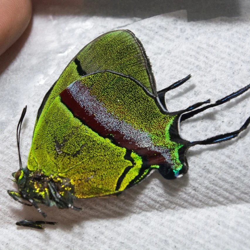 Pinning & Mounting Guide — The Butterfly Babe