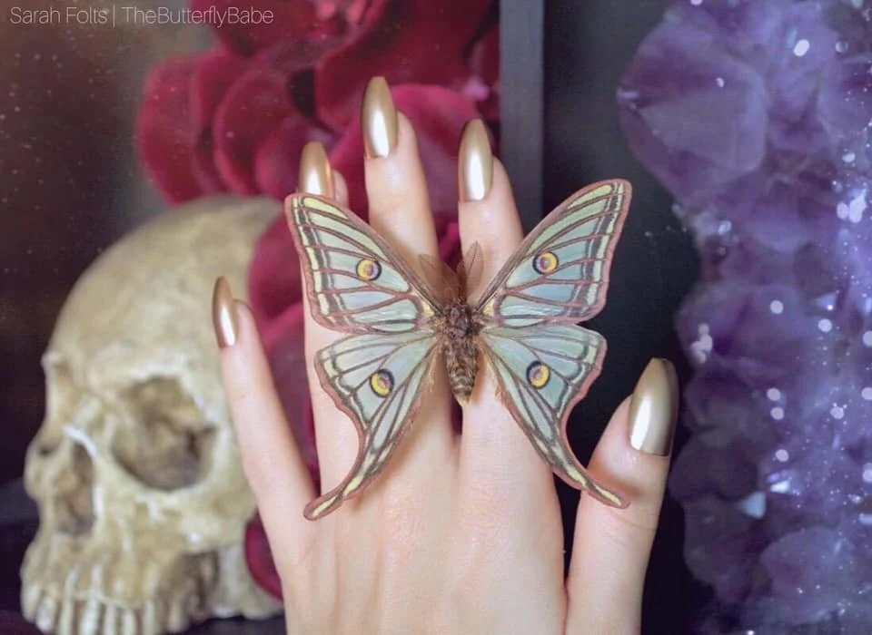 Spanish Moon Moth - Graellsia isabellae — The Butterfly Babe