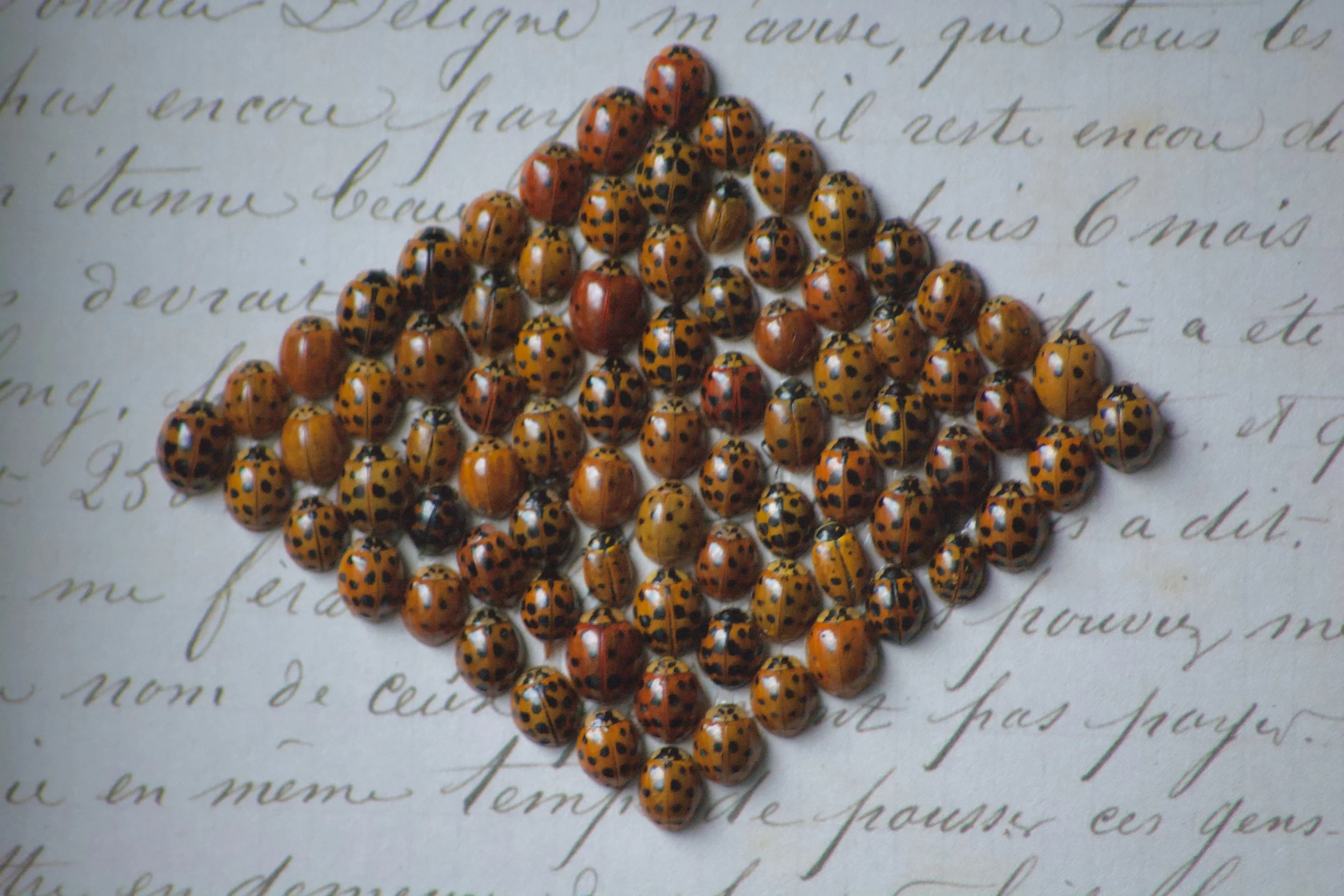 Ladybug Beetles — The Butterfly Babe