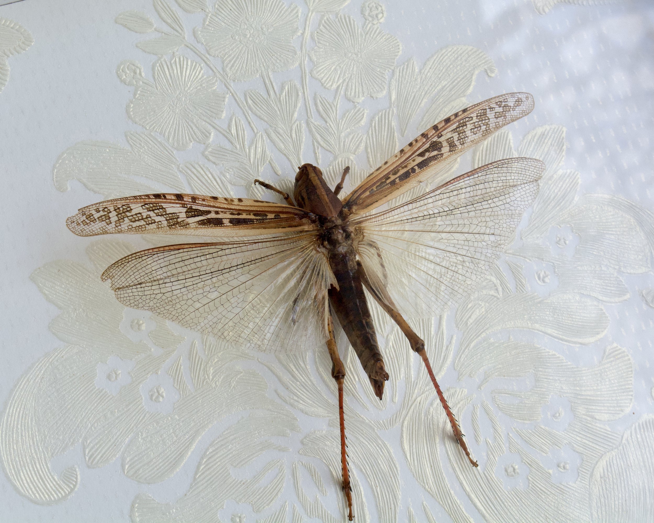 Insect Frames — The Butterfly Babe