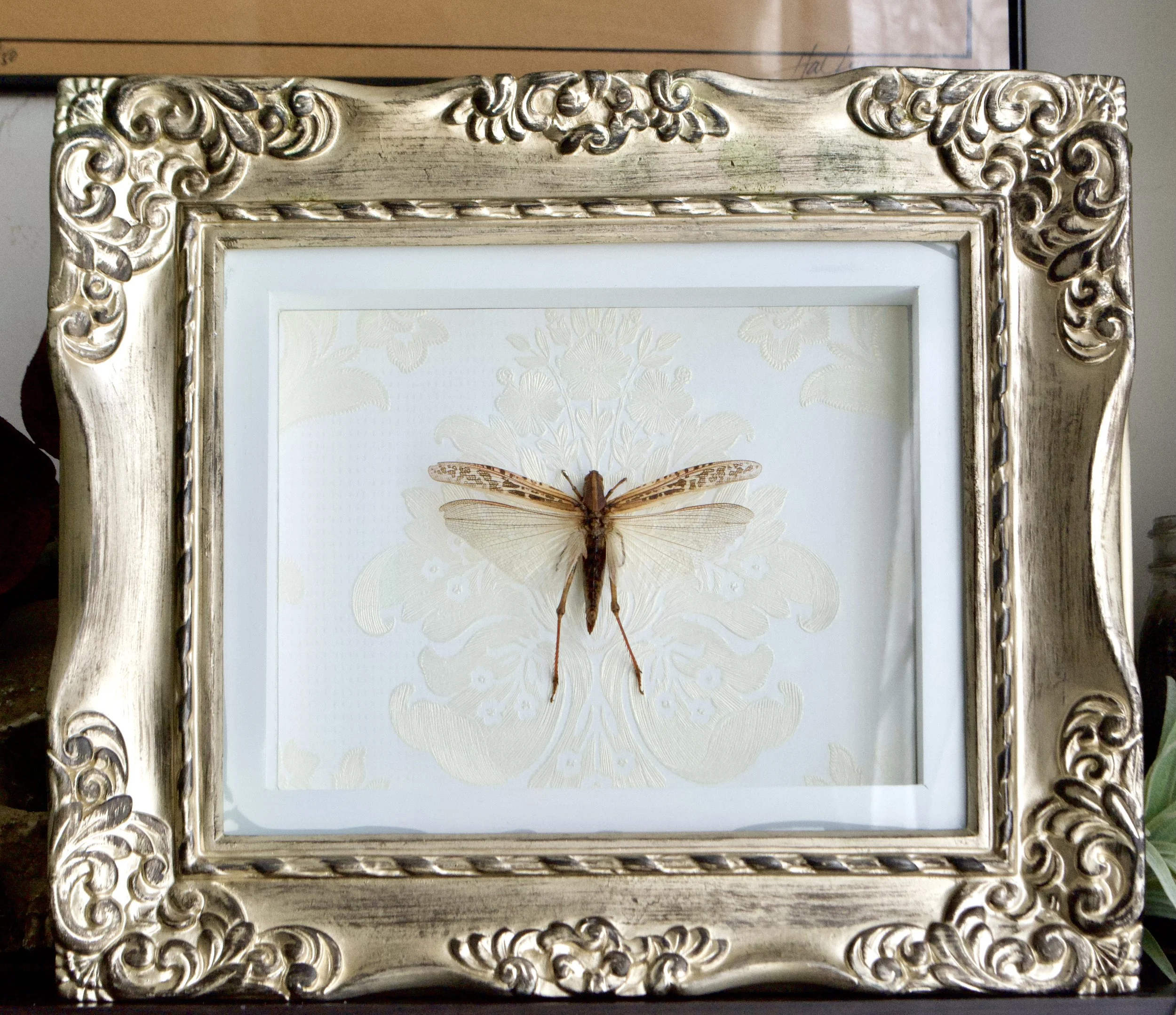Insect Frames — The Butterfly Babe