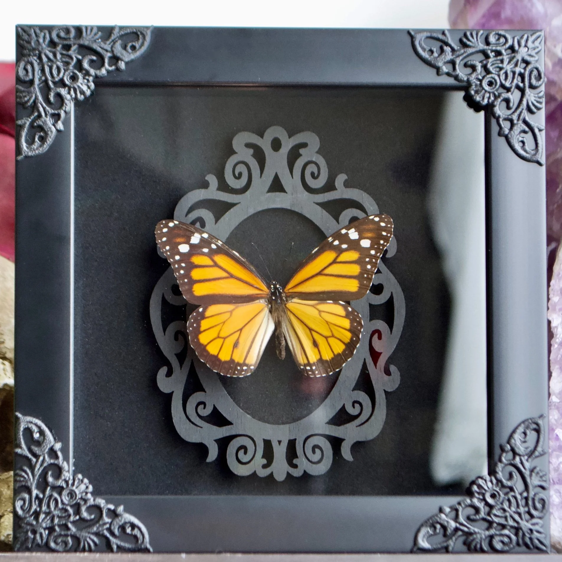 Insect Frames — The Butterfly Babe