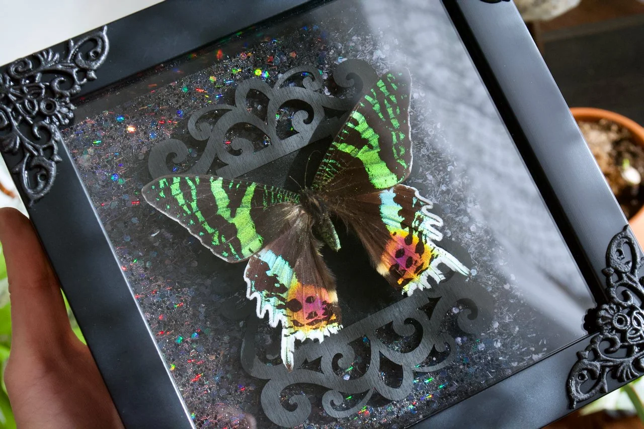 Insect Frames — The Butterfly Babe